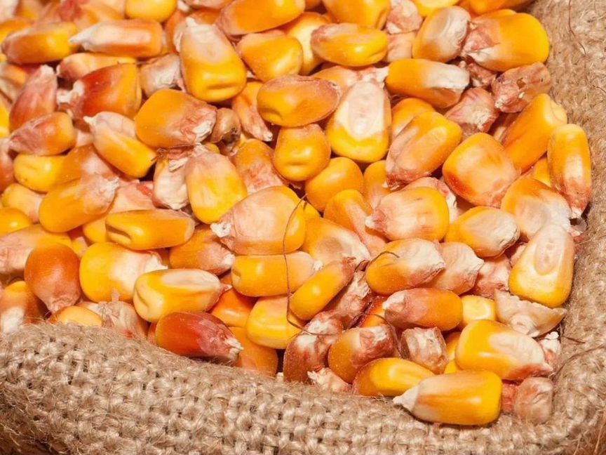 Кормовой горох, Соя на корм