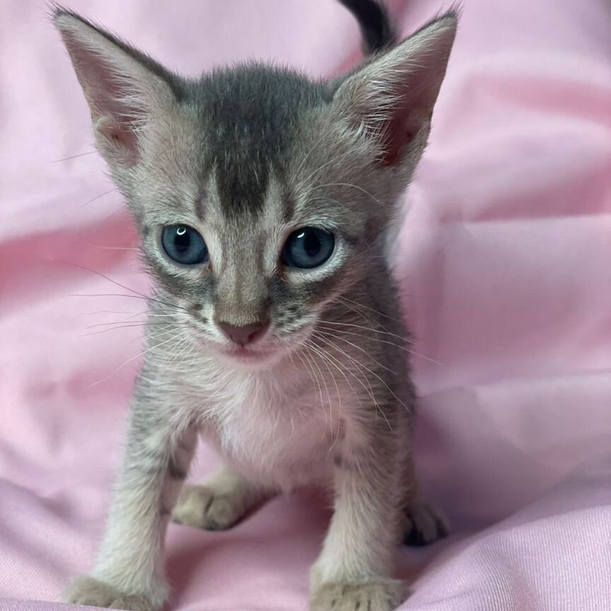 Кошка саванна