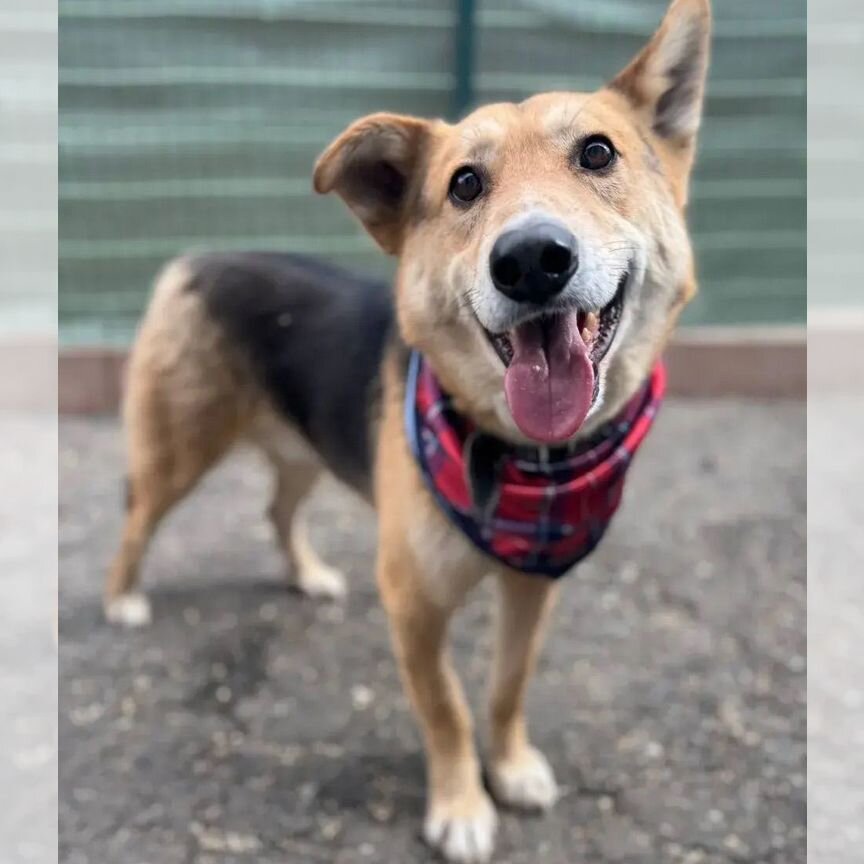 Взрослый пёс в добрые руки