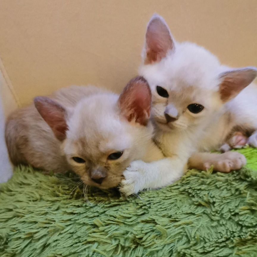 Котята европейской бурмы