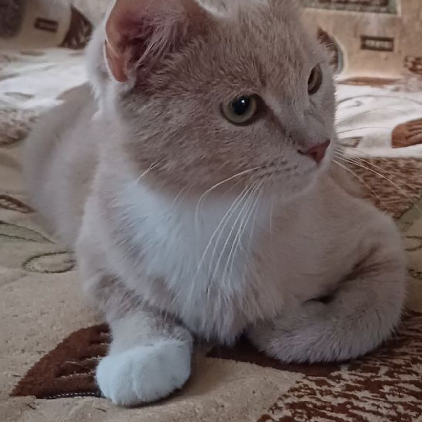 Всего неделя на поиск дома