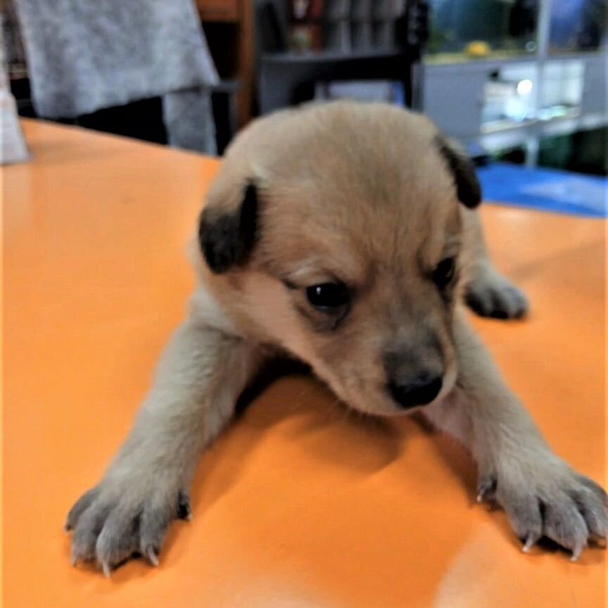 Щенок в Добрые руки (мальчик, 1,5мес.)