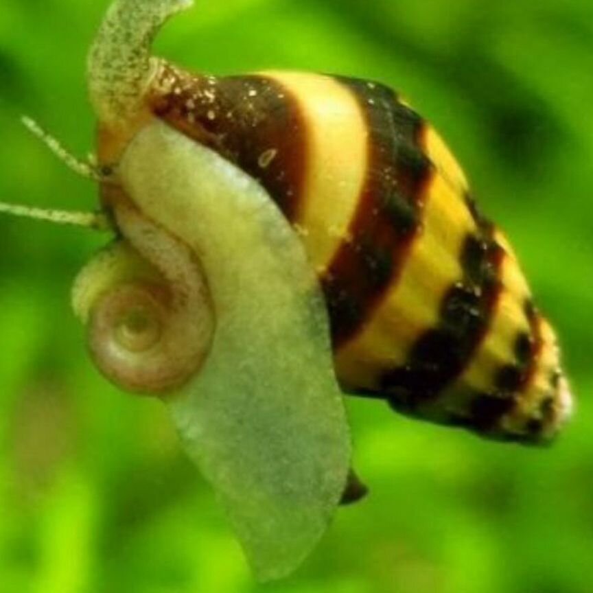 Улитка хелена