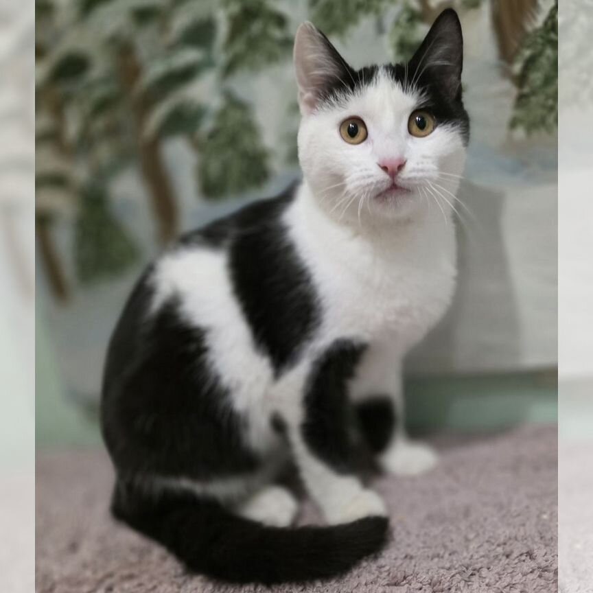 Котёнок в добрые руки