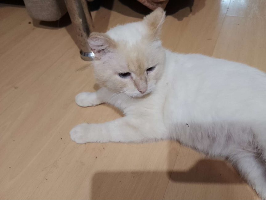 Котику необходим дом