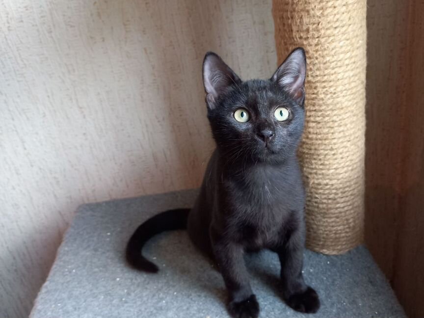 Перчик ищет дом