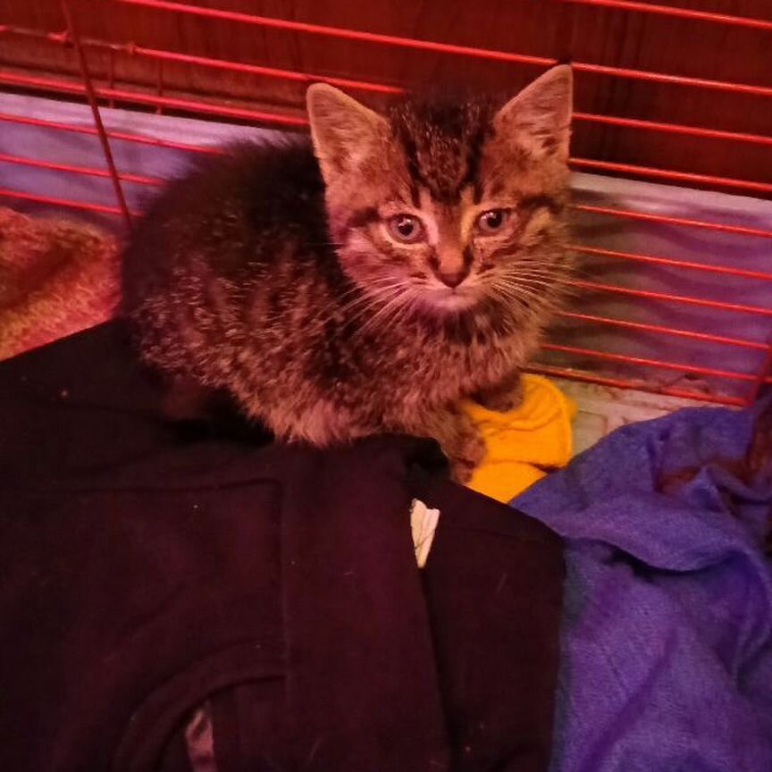 Котята в добрые руки бесплатно