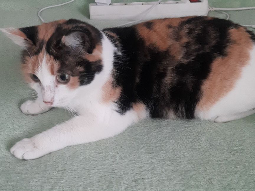 Трехшерстная кошка