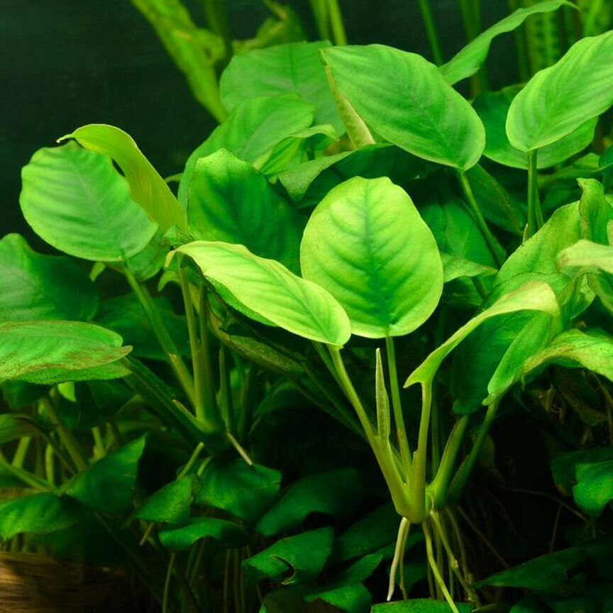 Продам растения Анубиас нана