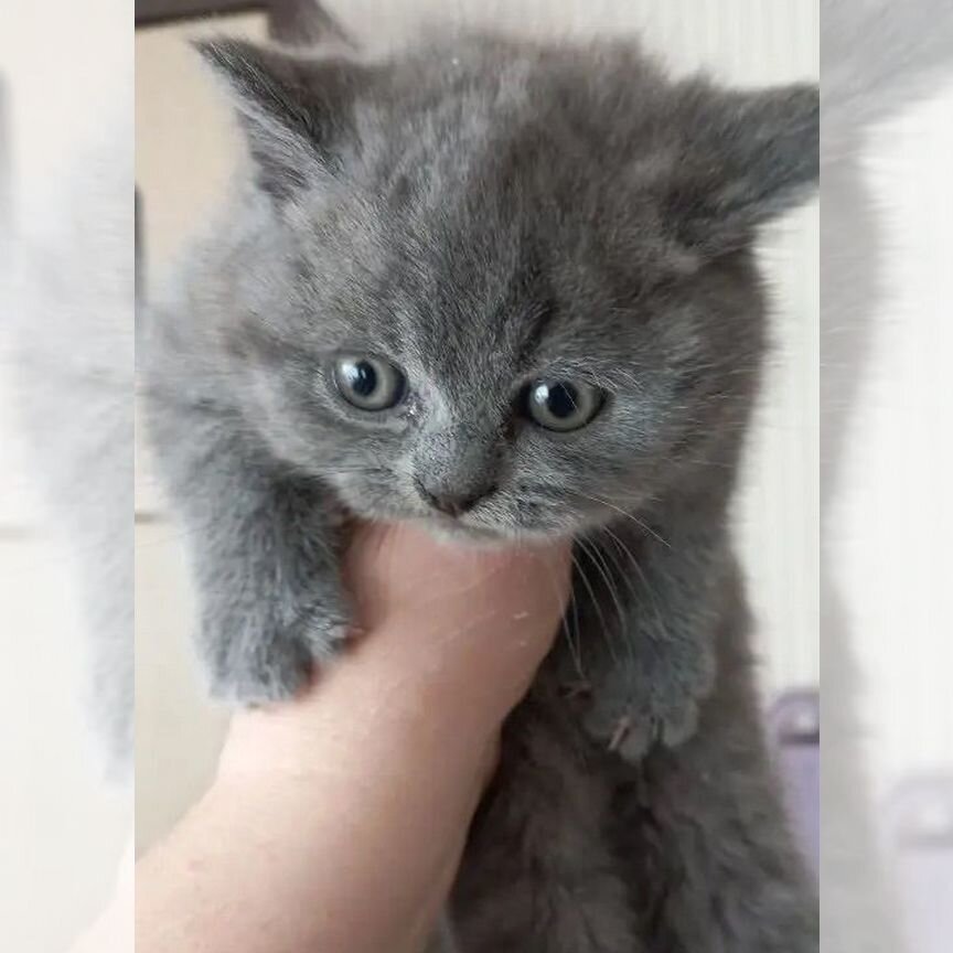 Британский короткошёрстный котёнок