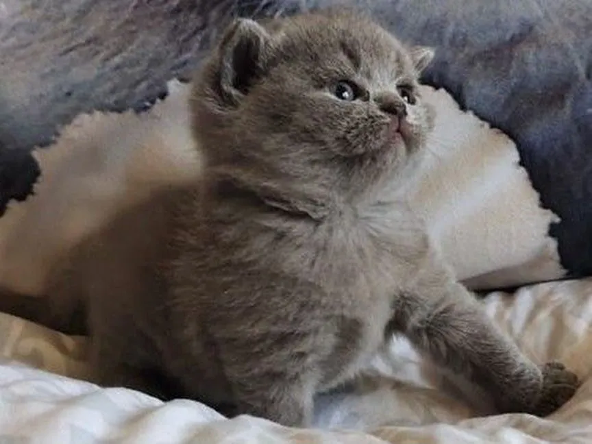 Британские котята короткошерстные
