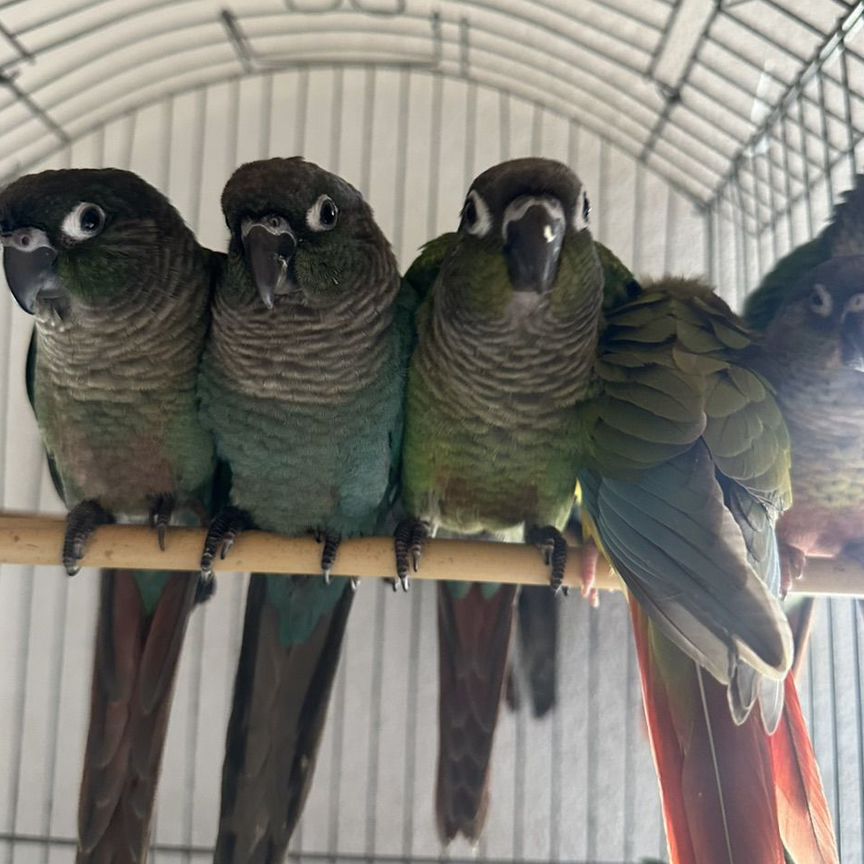 Попугай пиррура выкормыш