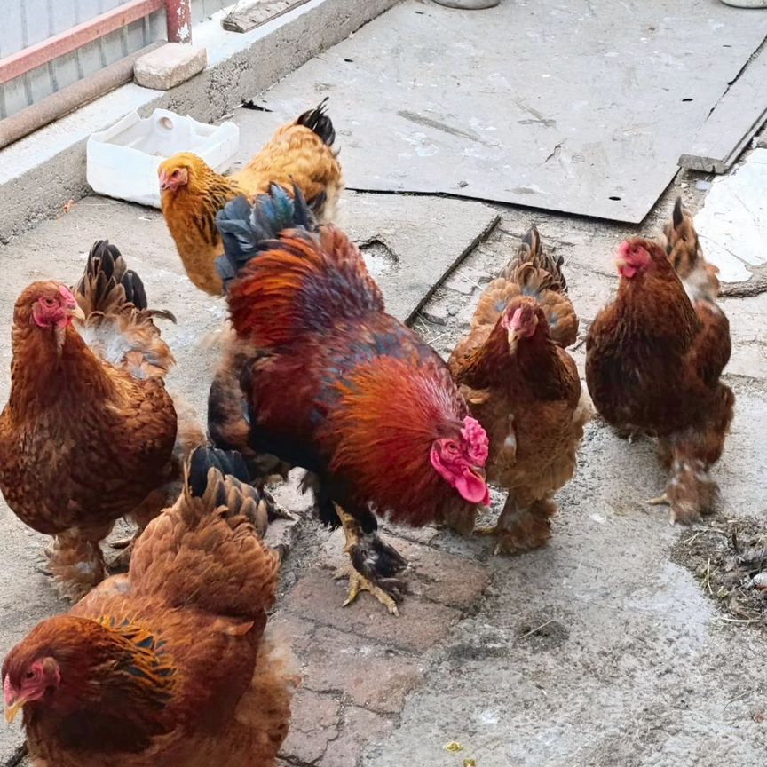 Куры брама и петух семья