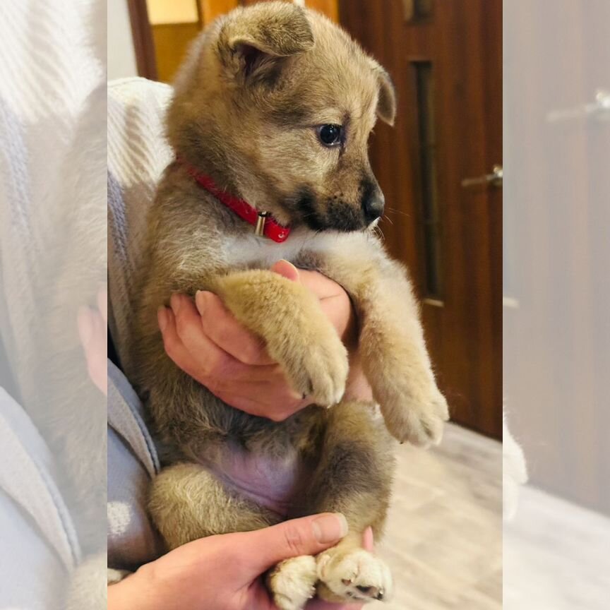 Щенок в добрые руки