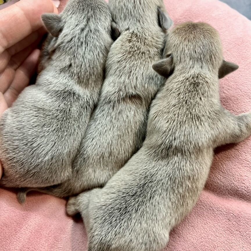 Лиловые Девочка и Мальчики