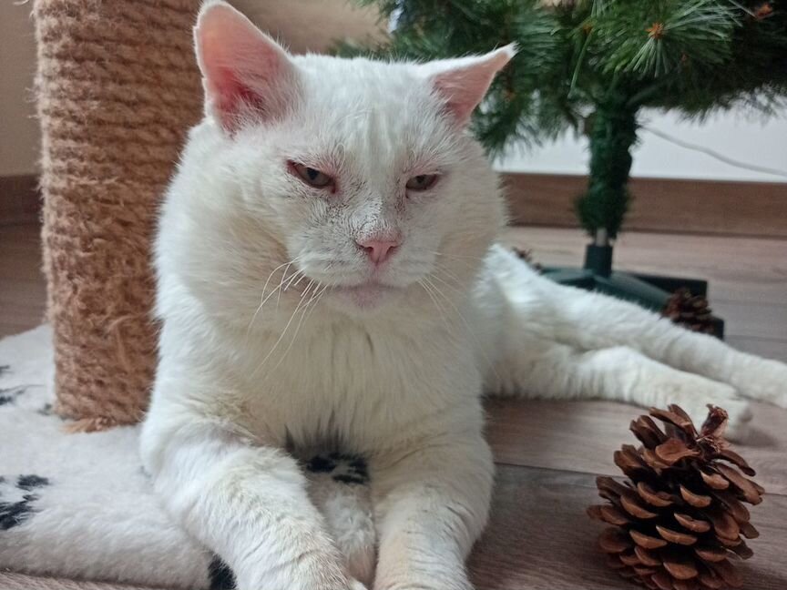 Марселю очень нужен дом