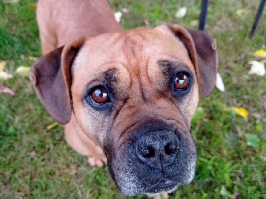 Французский бульдог метис, бесплатно