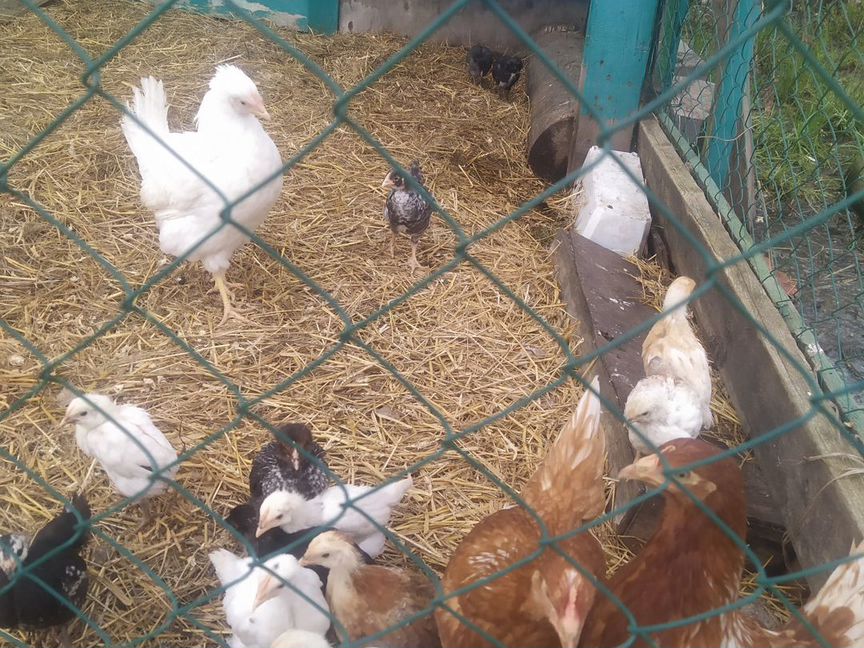 Курочки и цыплята. альпо-нубийский козленок