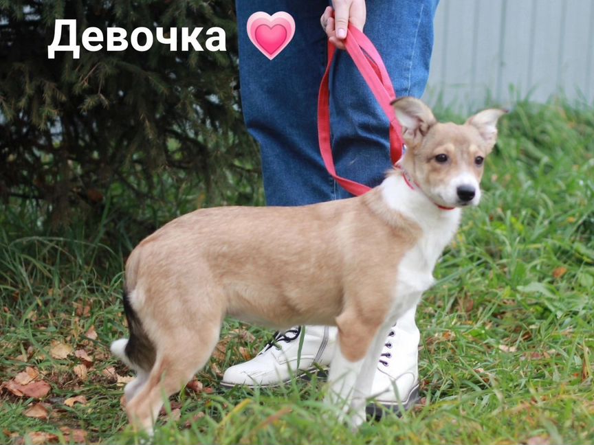 Щенки