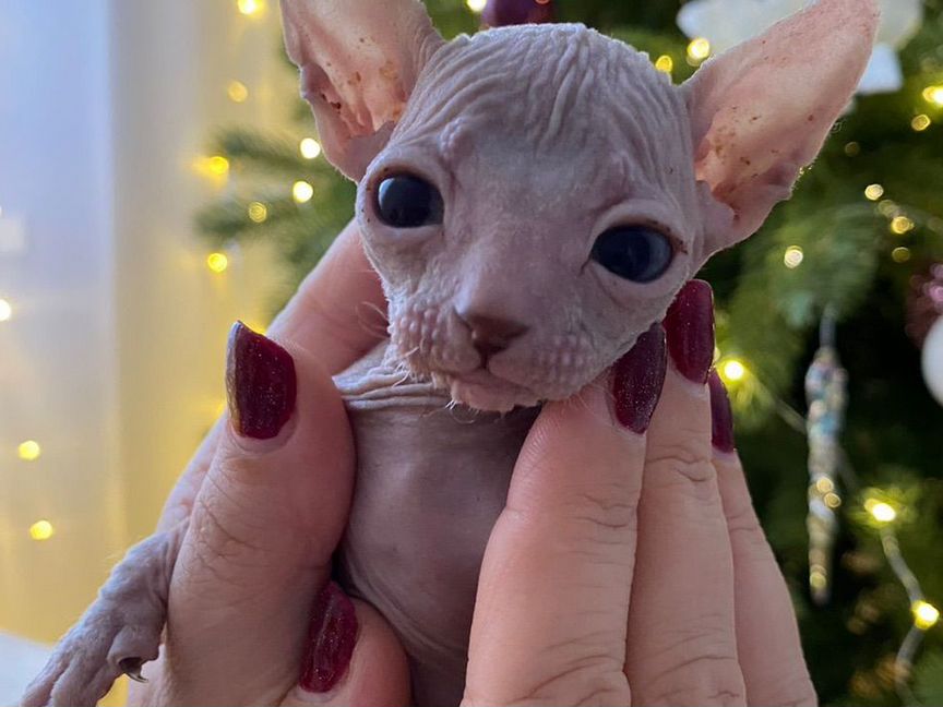 Котята породы Донской сфинкс