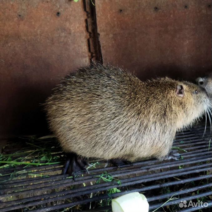 Самцы на племя