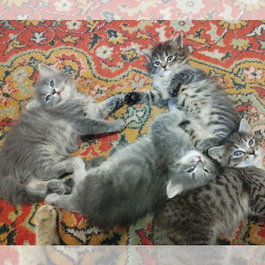 Котята в добрые руки