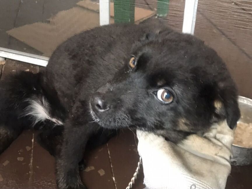 Щенок девочка 6 мес