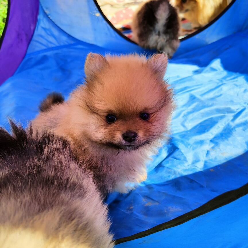 Щенки шпица