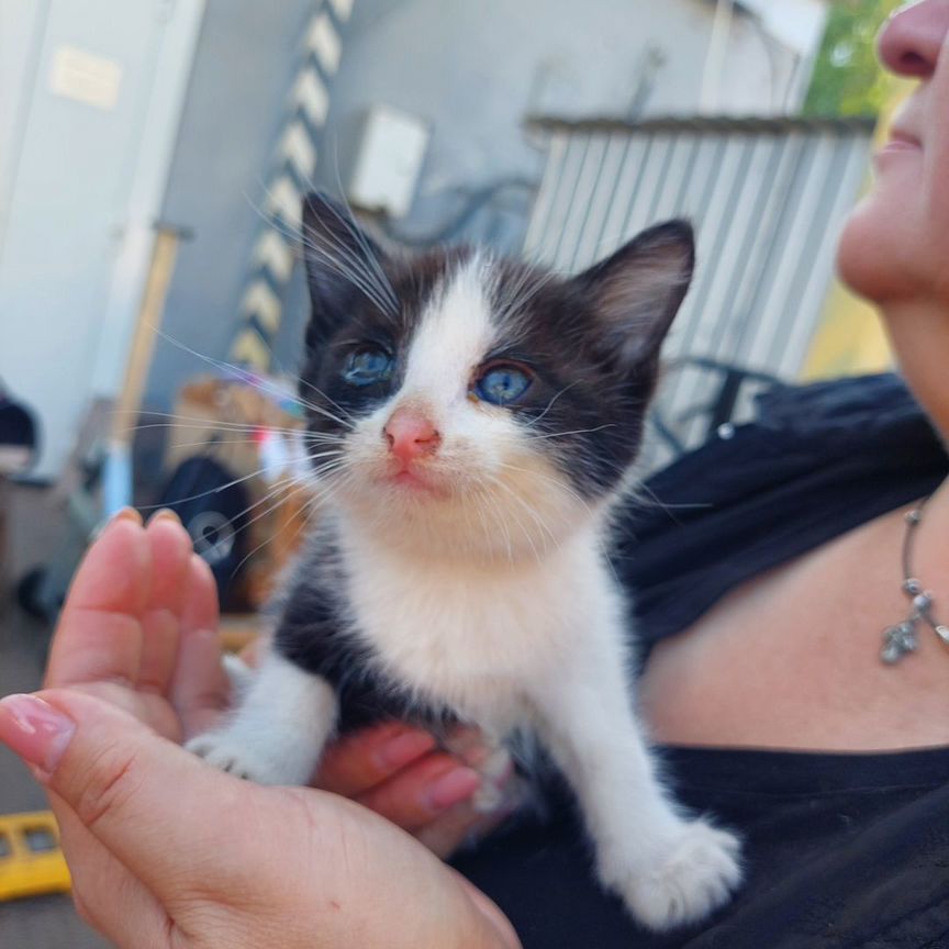 Котик полтора месяца