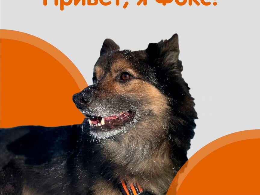 Собака в добрые руки отдам бесплатно
