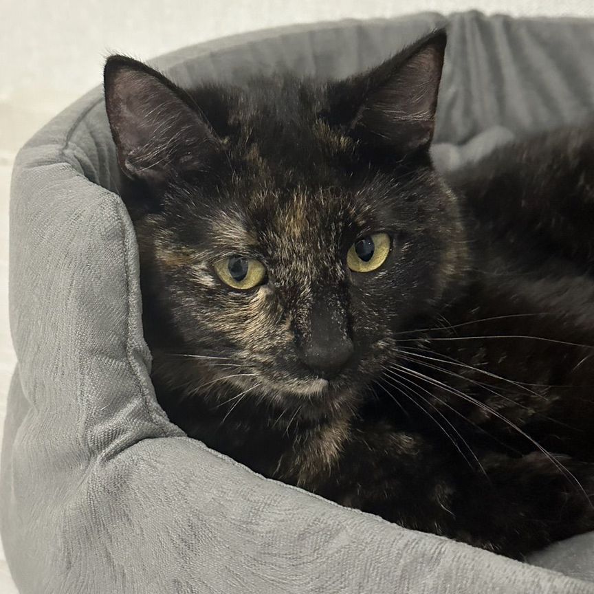 Взрослая, кошка в добрые руки