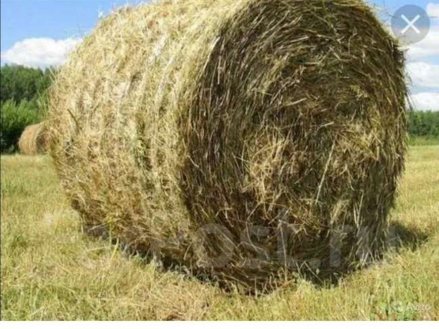 Продам сено в рулонах, 2023г, с доставкой