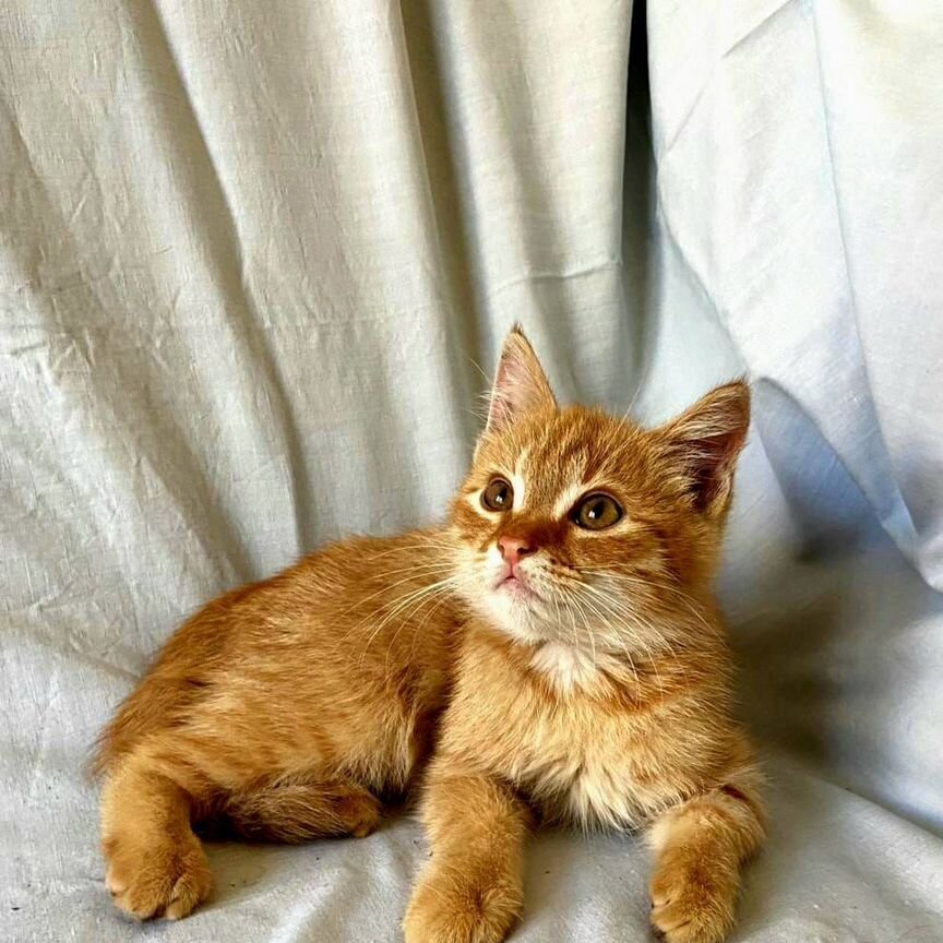 Солнечный котенок в дар