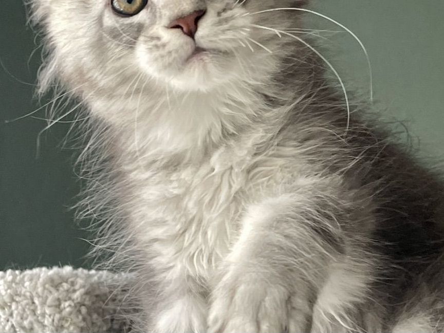 Шикарный мейн-кункотенок