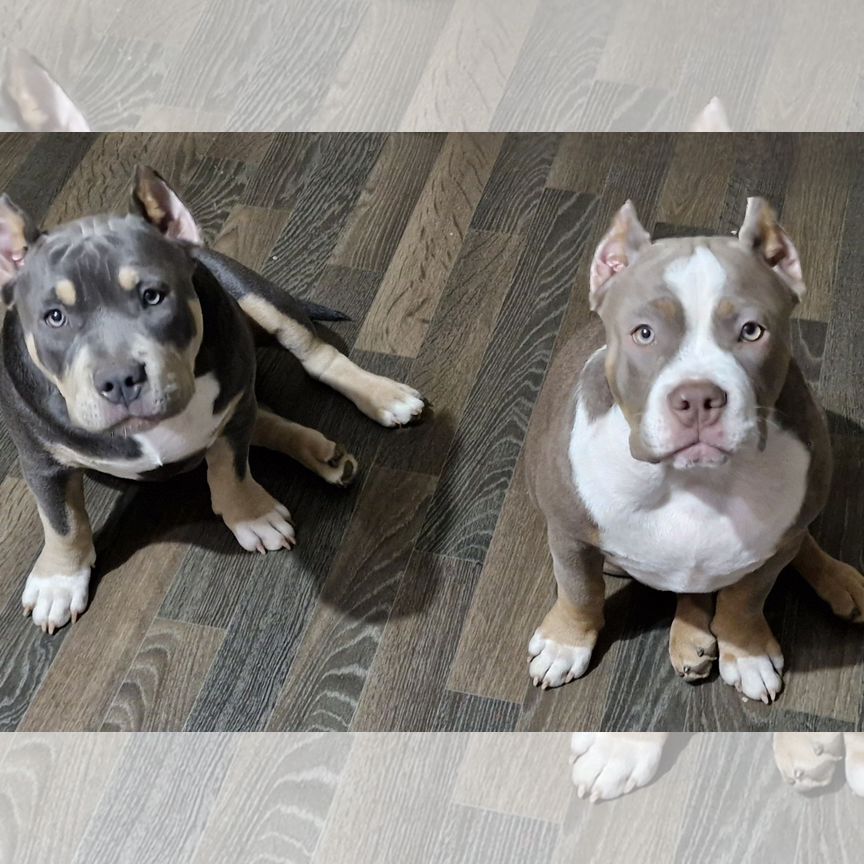 Американский булли, щенок