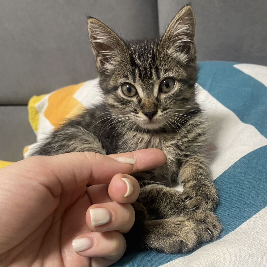 Котенок в добрые руки