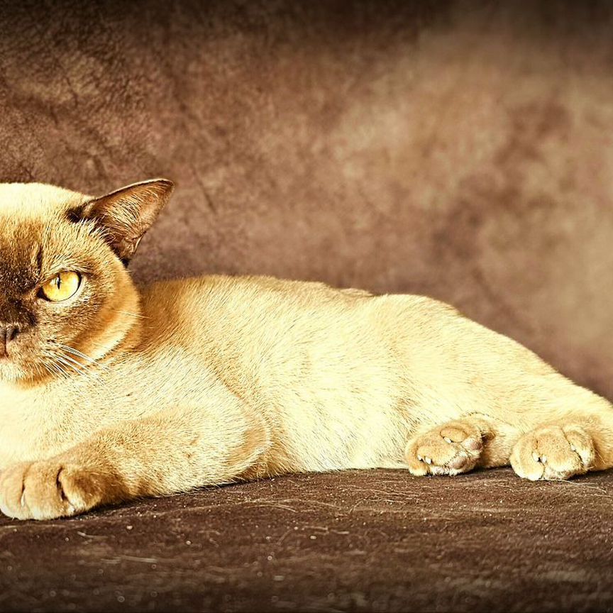 Котик Гарфилд