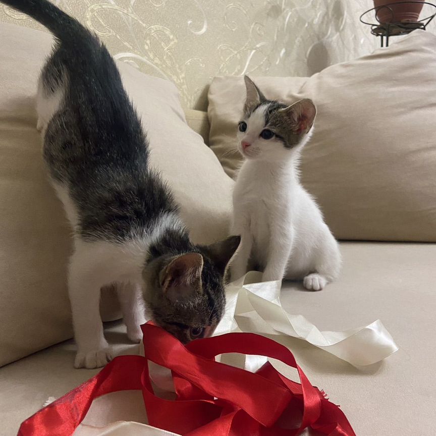 Котята