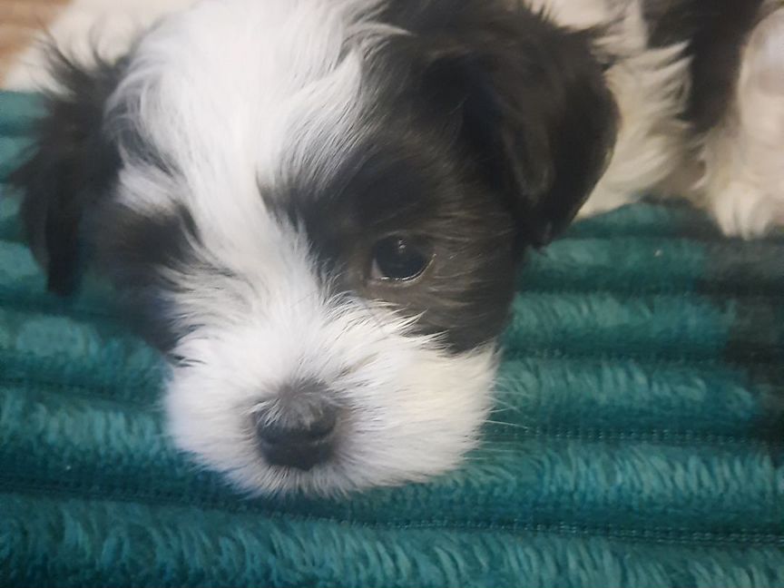 Метисы мальтезе и цветная болонка