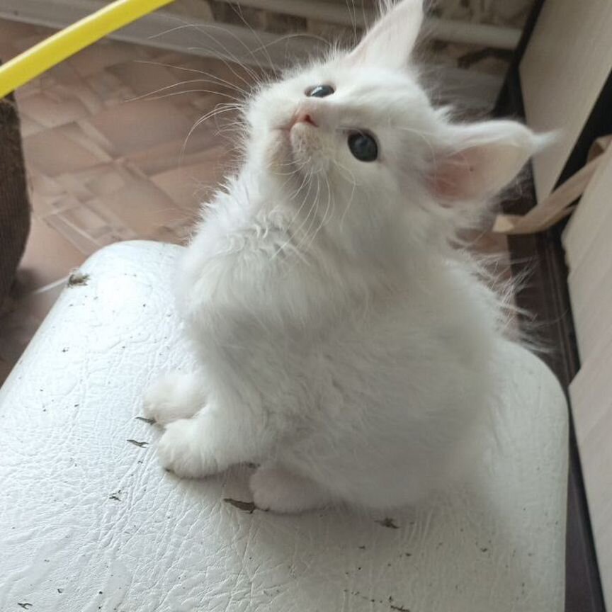 Котенок Мейн-кун