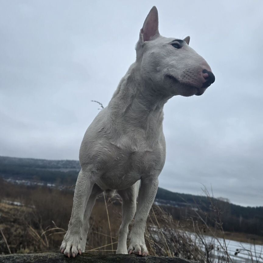 Миниатюрный бультерьер вязка