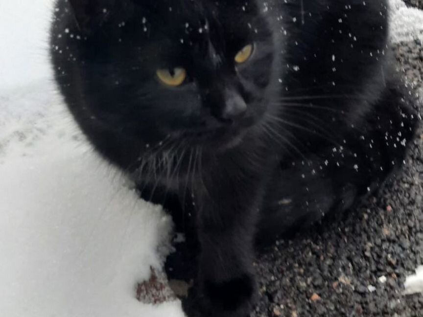 Кот