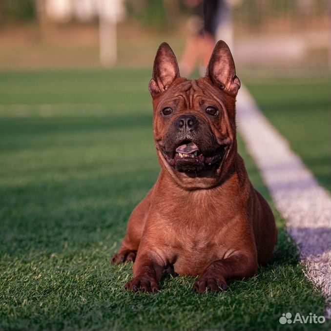 Продам щенков китайской породы Чунцин