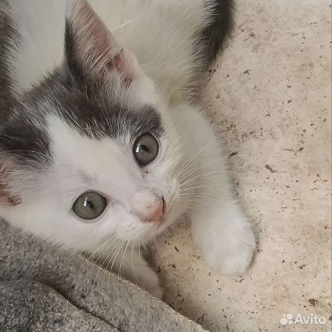 4 котенка(3 девочки,1 мальчик ) отдам бесплатно