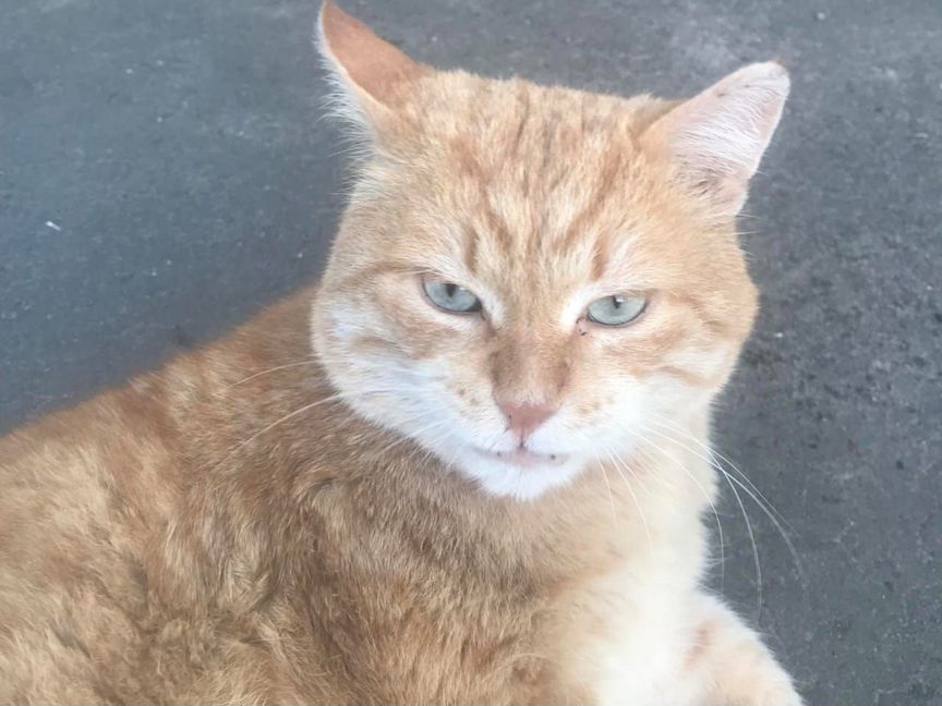 Кот в большой беде. Нужна передержка, дом