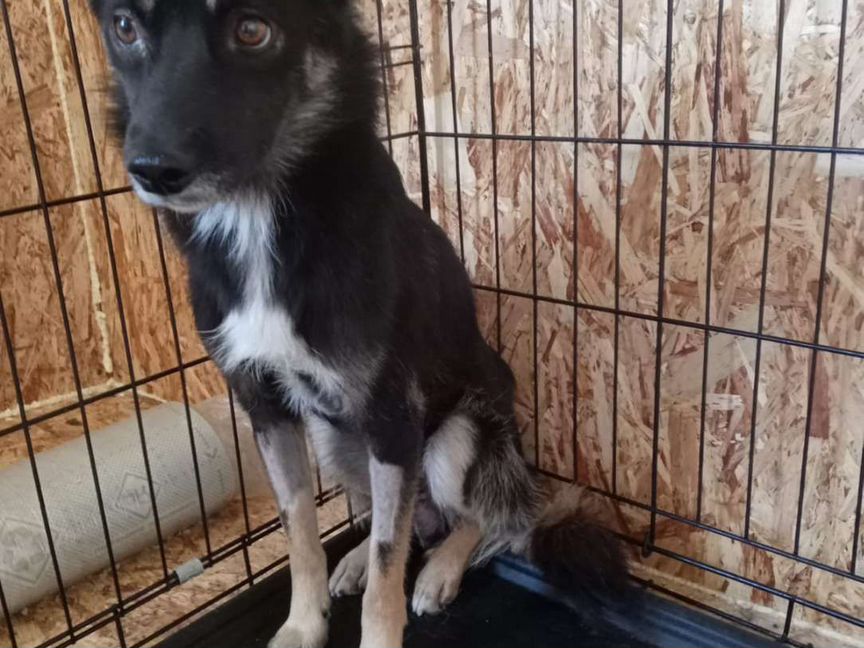 Маленький спасённый Луи