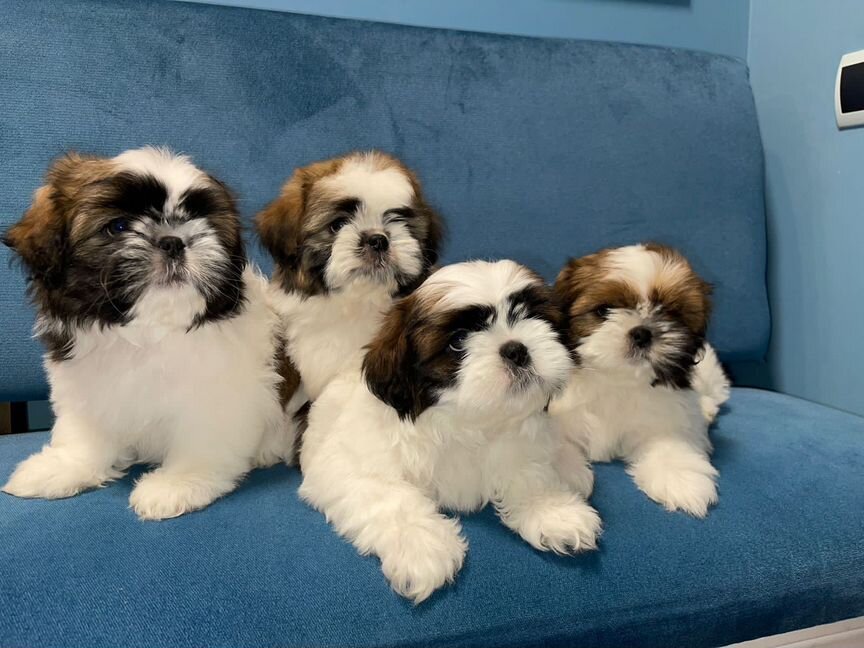 Красивы умны здоровы