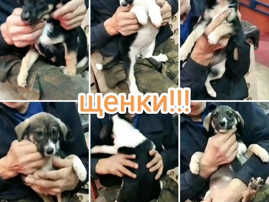 Щенки
