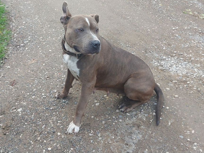 Найдена собака породы питбуль