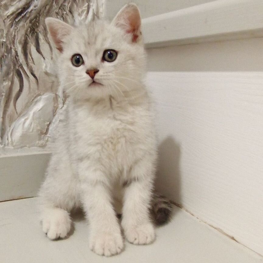 Британский кот
